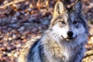 Neighborhood Gems: Endangered Wolf Center | Town&Style